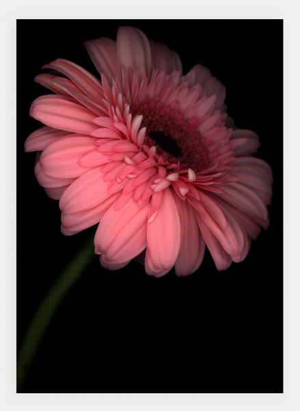 LH25 Daisy | Lynn Hurst (Pack of 6) – Poppy Cards