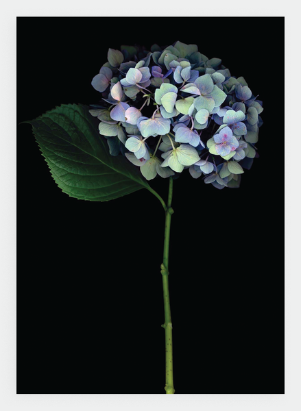 LH26 Hydrangea | Lynn Hurst – Poppy Cards