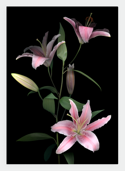 LH27 Lily | Lynn Hurst – Poppy Cards